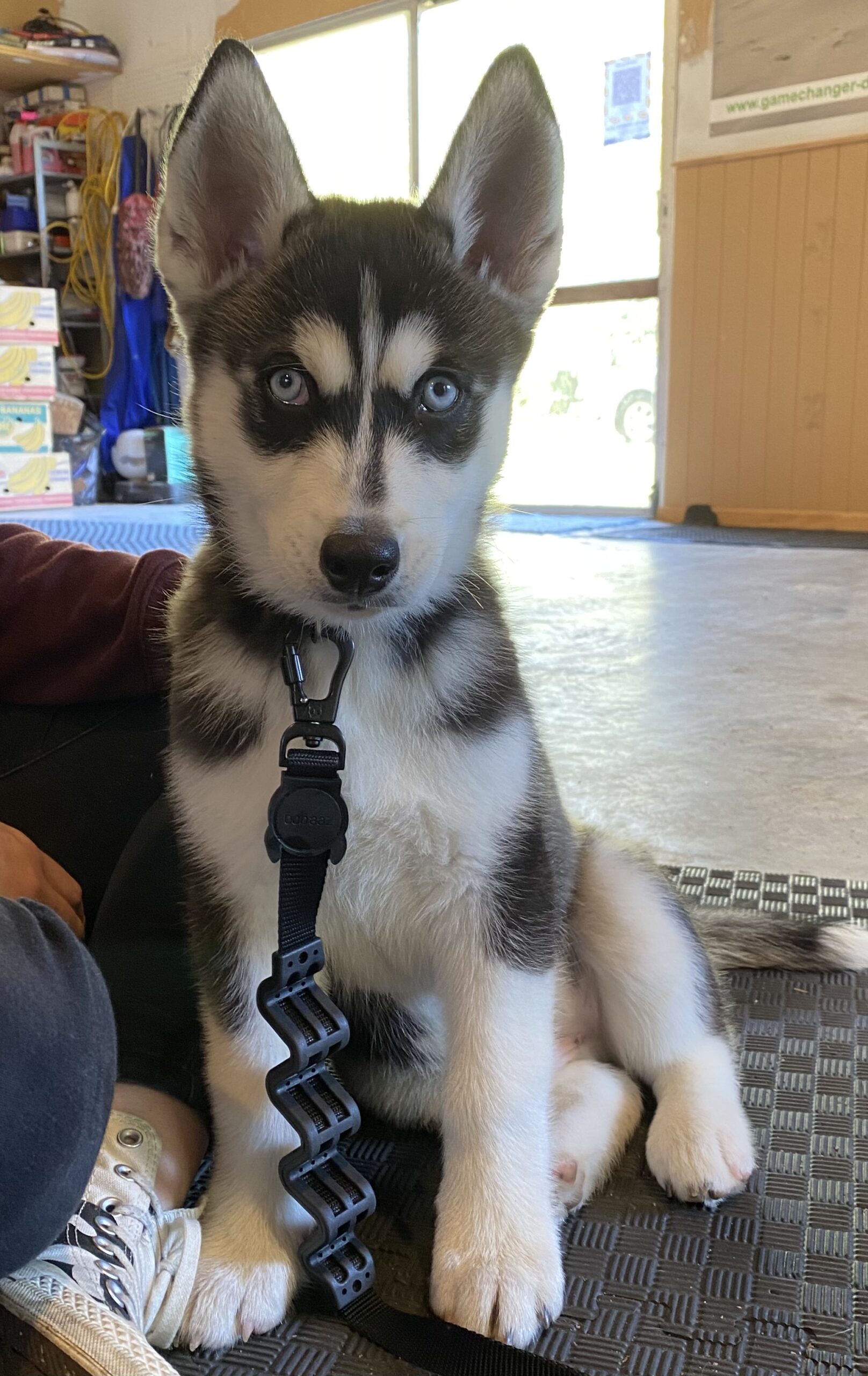 Puppy Adolescent Training from 12 weeks – 24 months – Game Changer-Dogs