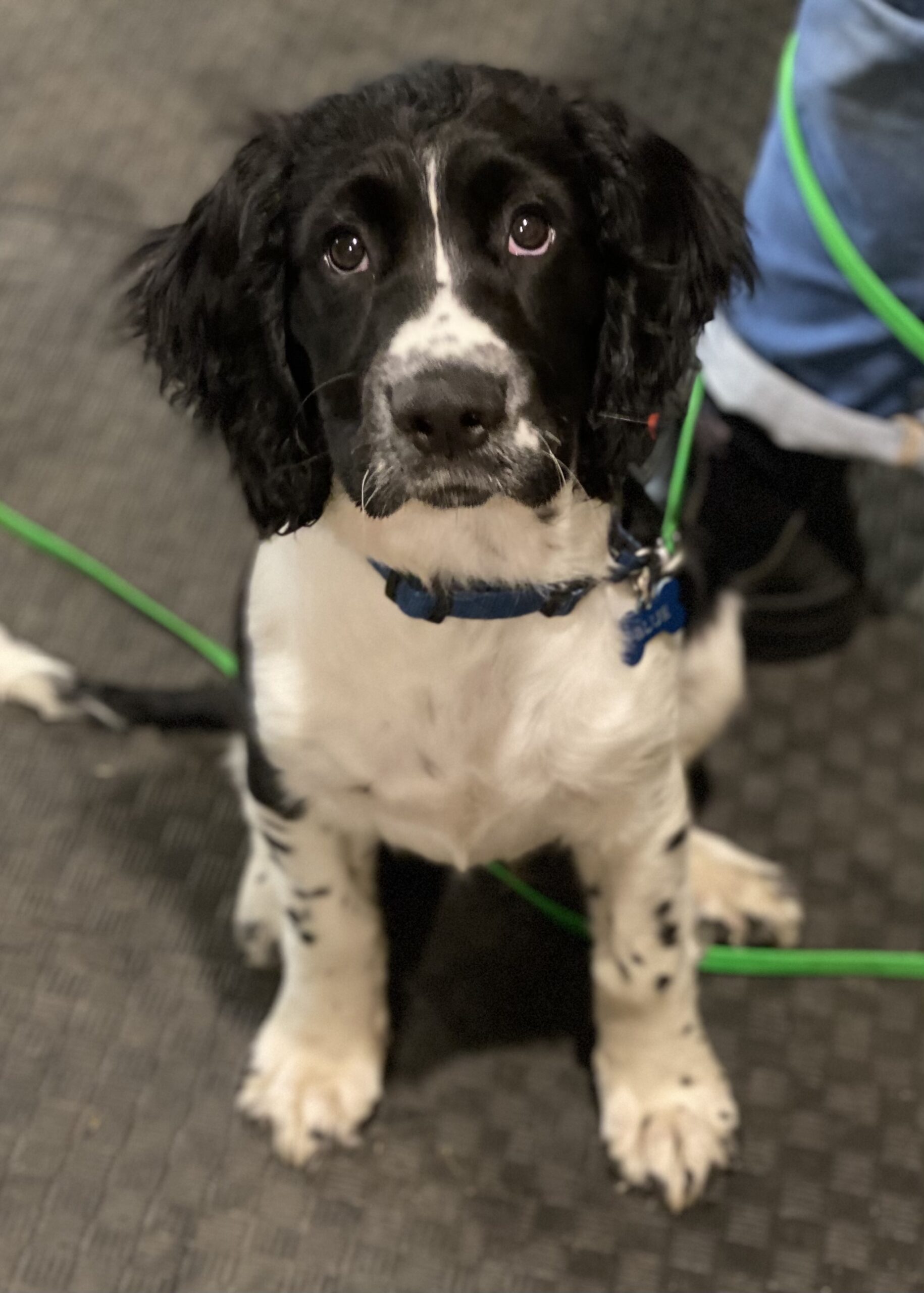 Puppy Adolescent Training from 12 weeks – 24 months – Game Changer-Dogs