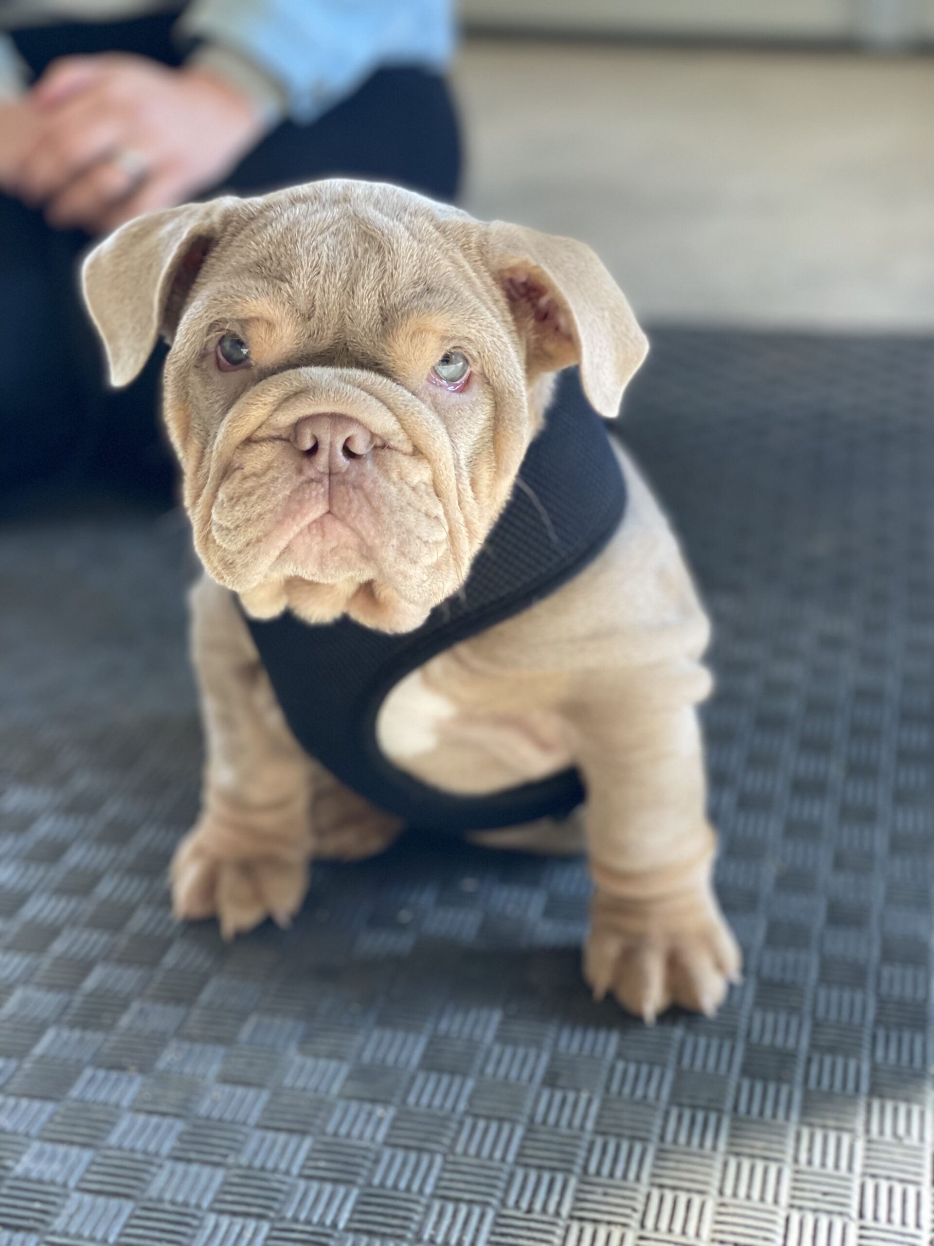 Puppy Adolescent Training from 12 weeks – 24 months – Game Changer-Dogs