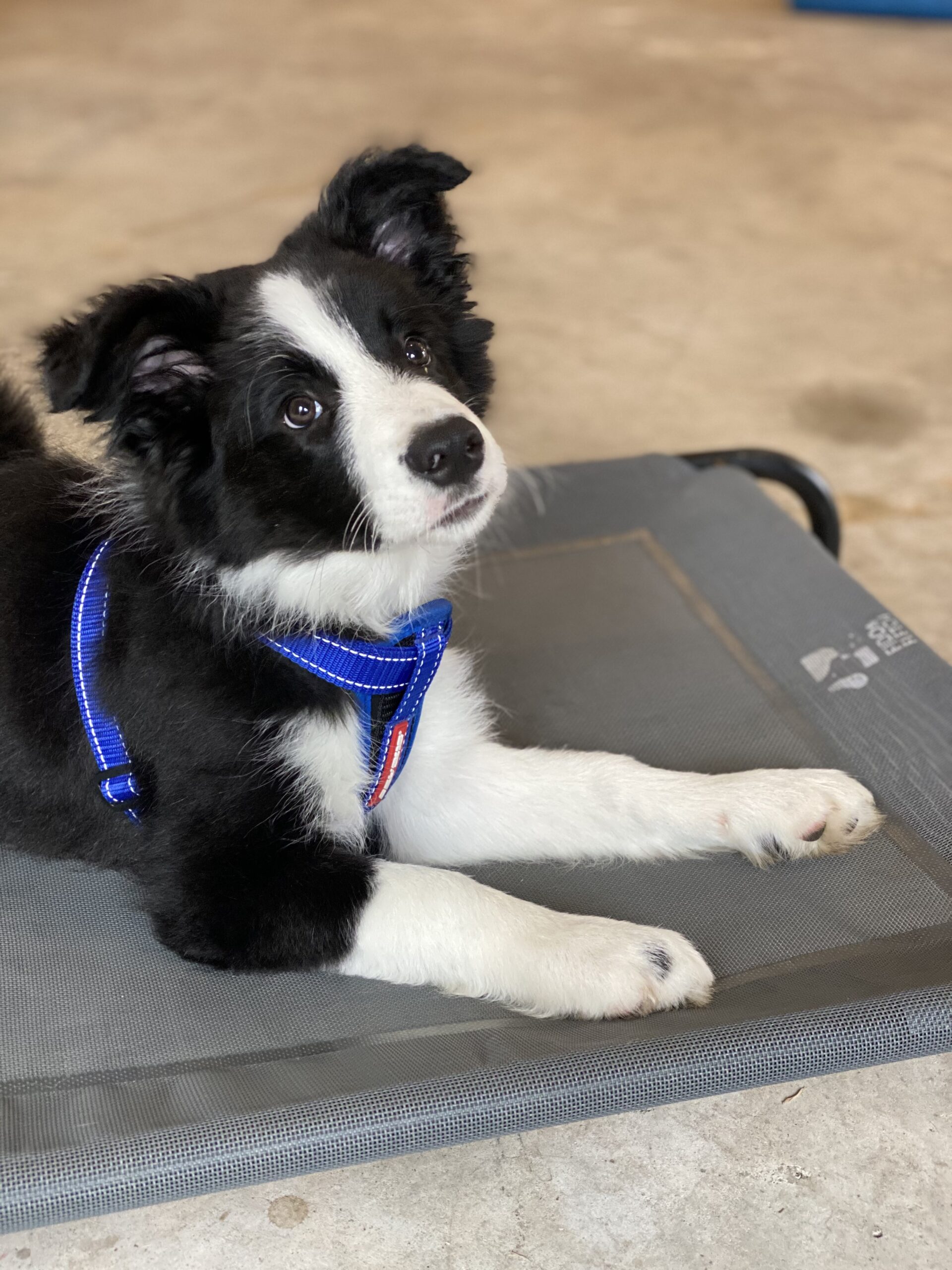 Pre -Puppy One on One Sessions – Game Changer-Dogs