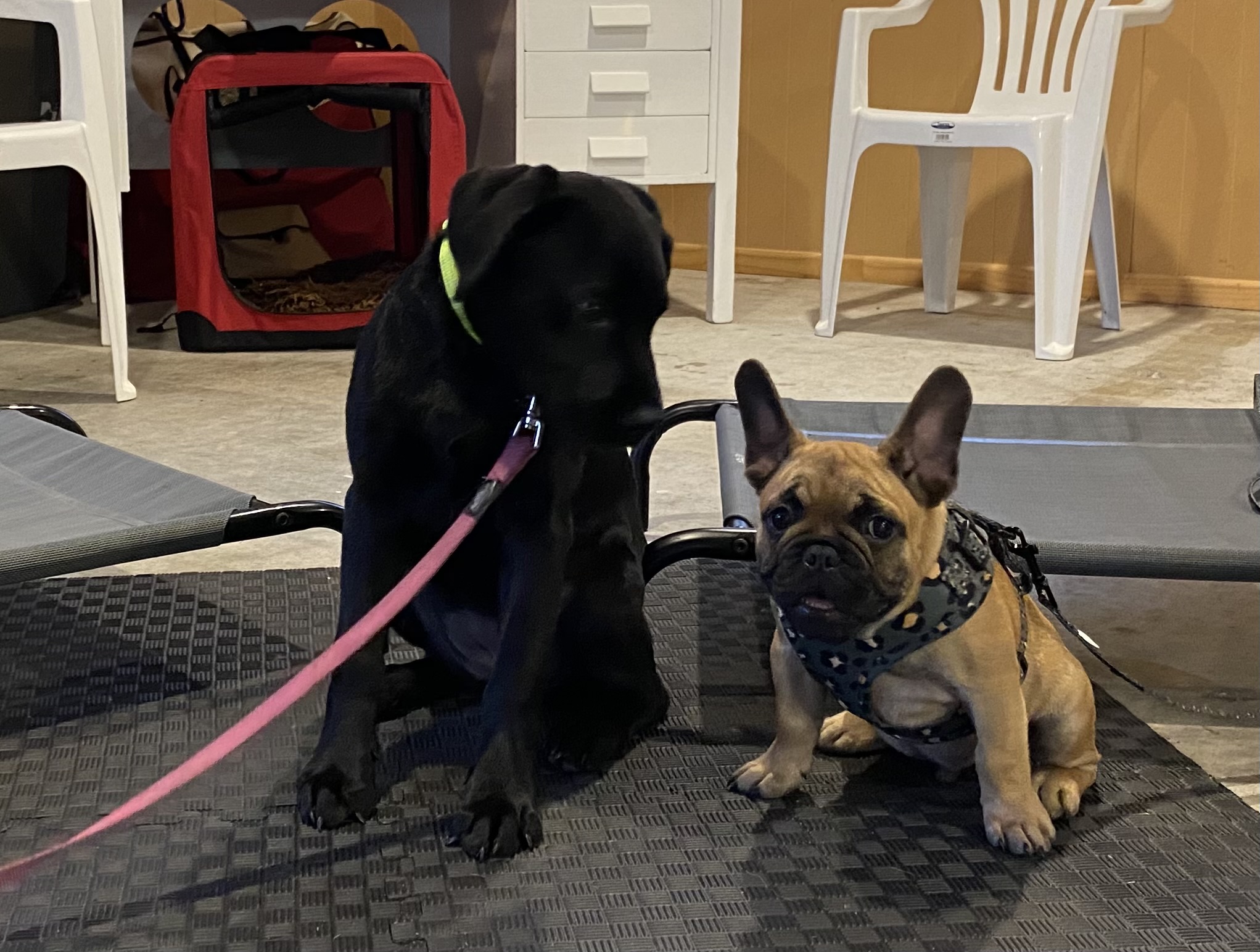 Pre -Puppy One on One Sessions – Game Changer-Dogs