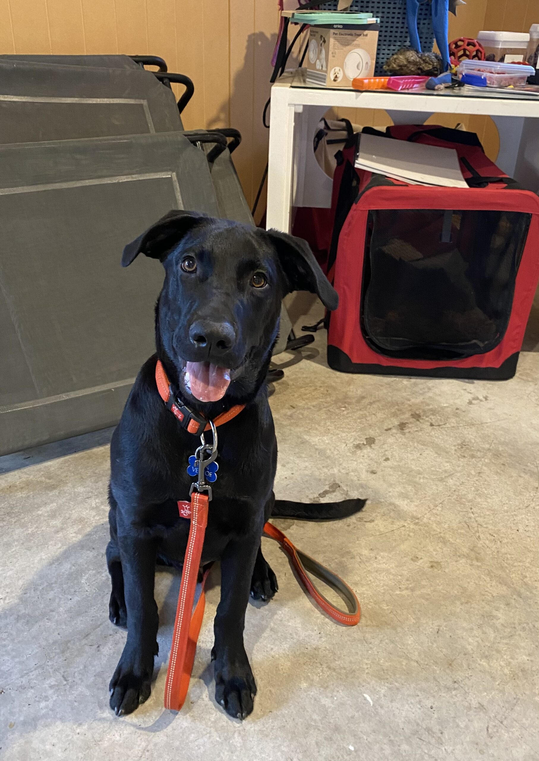 Puppy Adolescent Training from 12 weeks – 24 months – Game Changer-Dogs