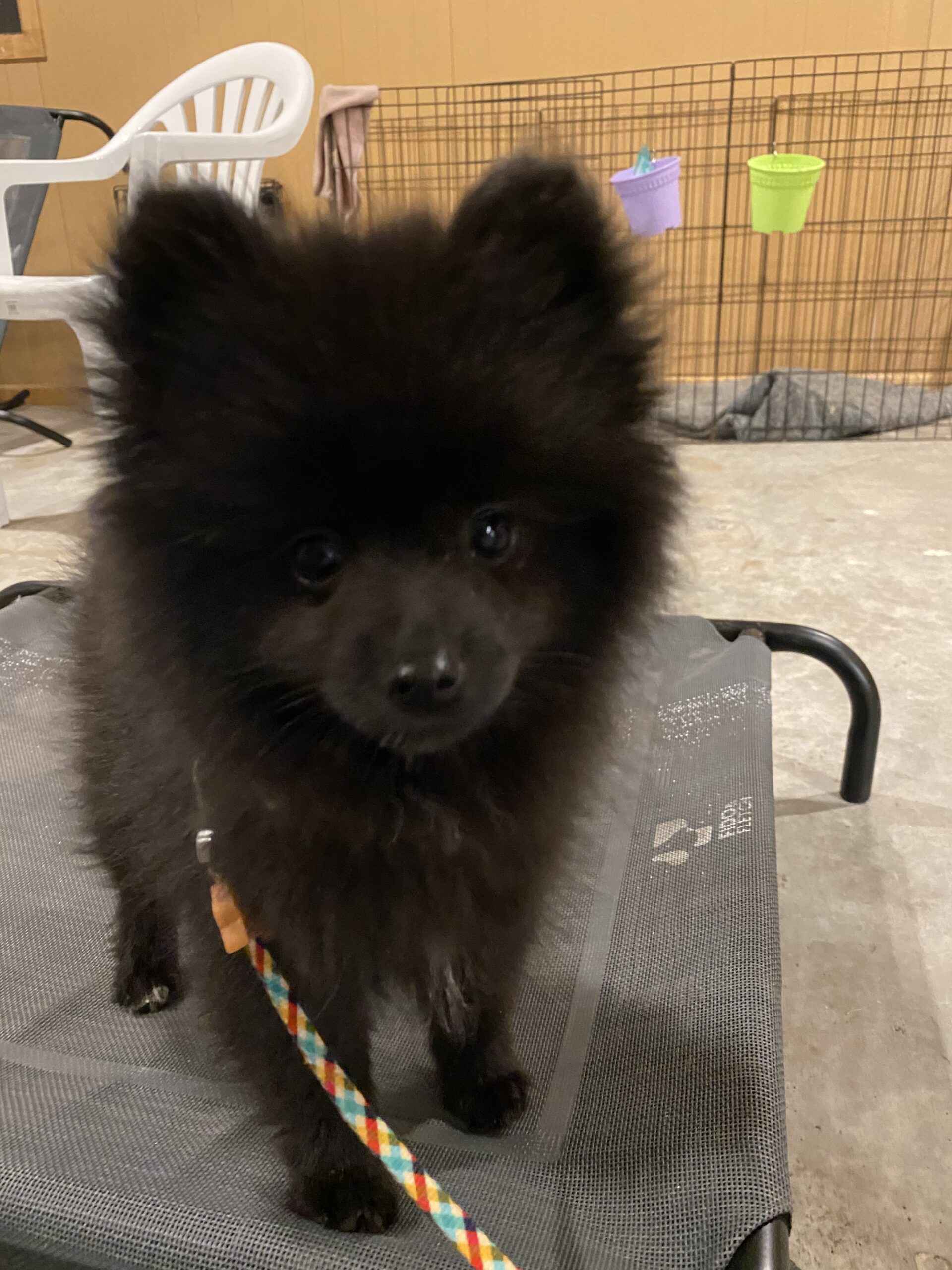 Puppy (Pre -School) Program – Game Changer-Dogs